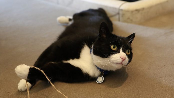 Cinq choses à savoir sur Larry, le chat du 10 Downing Street