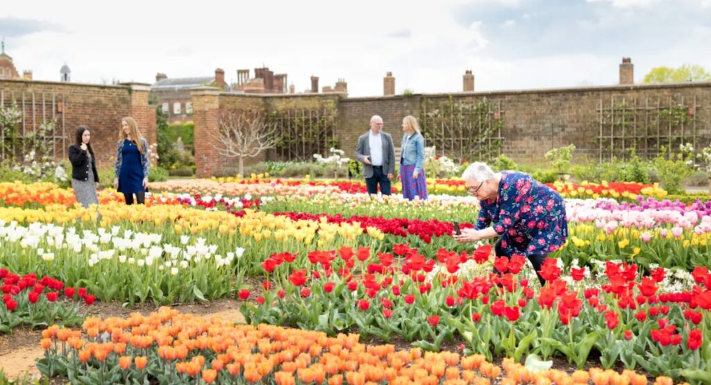 Le Tulip Festival d'Hampton Court Palace offre un spectacle floral pour ...